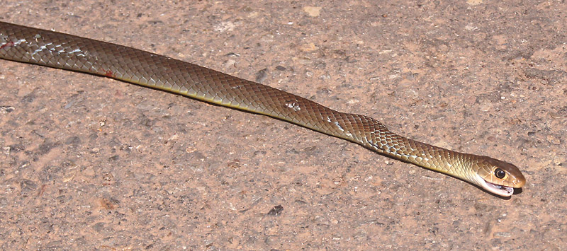 If a snake bites yer bum | Ride Asia Motorcycle Forums